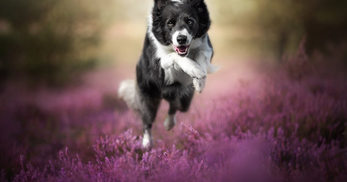 Border Collie Wins Prestigious Award at Cannes Film Festival