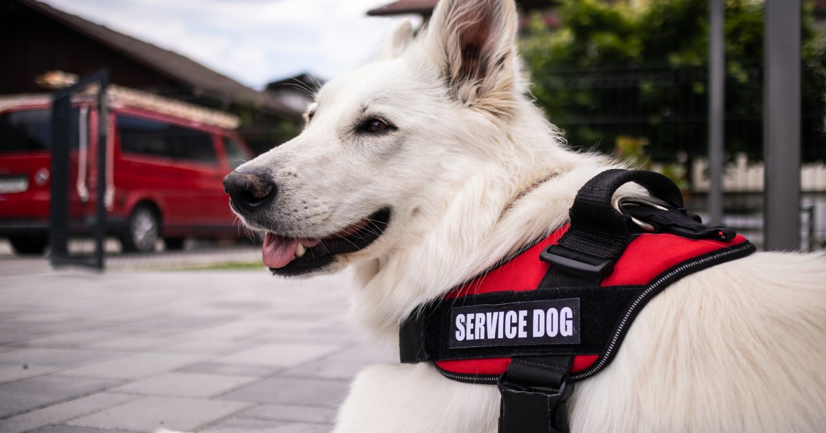 New Jersey service dog receives diploma alongside owner