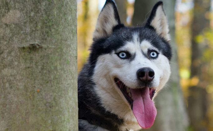 Dog Chasing Critter Gets Head Stuck in Tree - DogTime