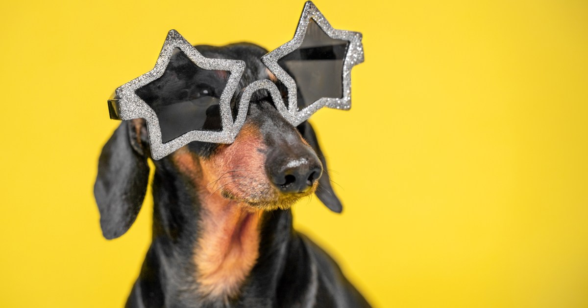 The Top Dogs to Follow on TikTok in 2023 - DogTime