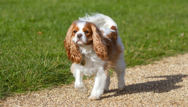 Dog Parade Celebrates King Charles III’s Coronation - DogTime