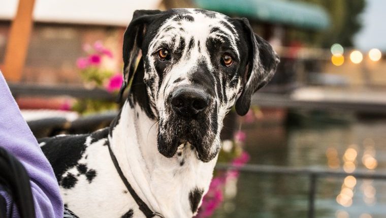 Best Large Dog Breeds for Apartments: Big Pups for Smaller Spaces