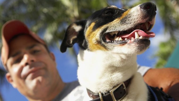 Easy Ways to Spot a Dog Adoption Scam - DogTime