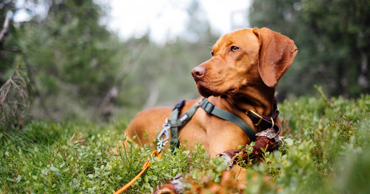 Hunting Dog Breeds: Good Sporting Dogs for Hunting All Game