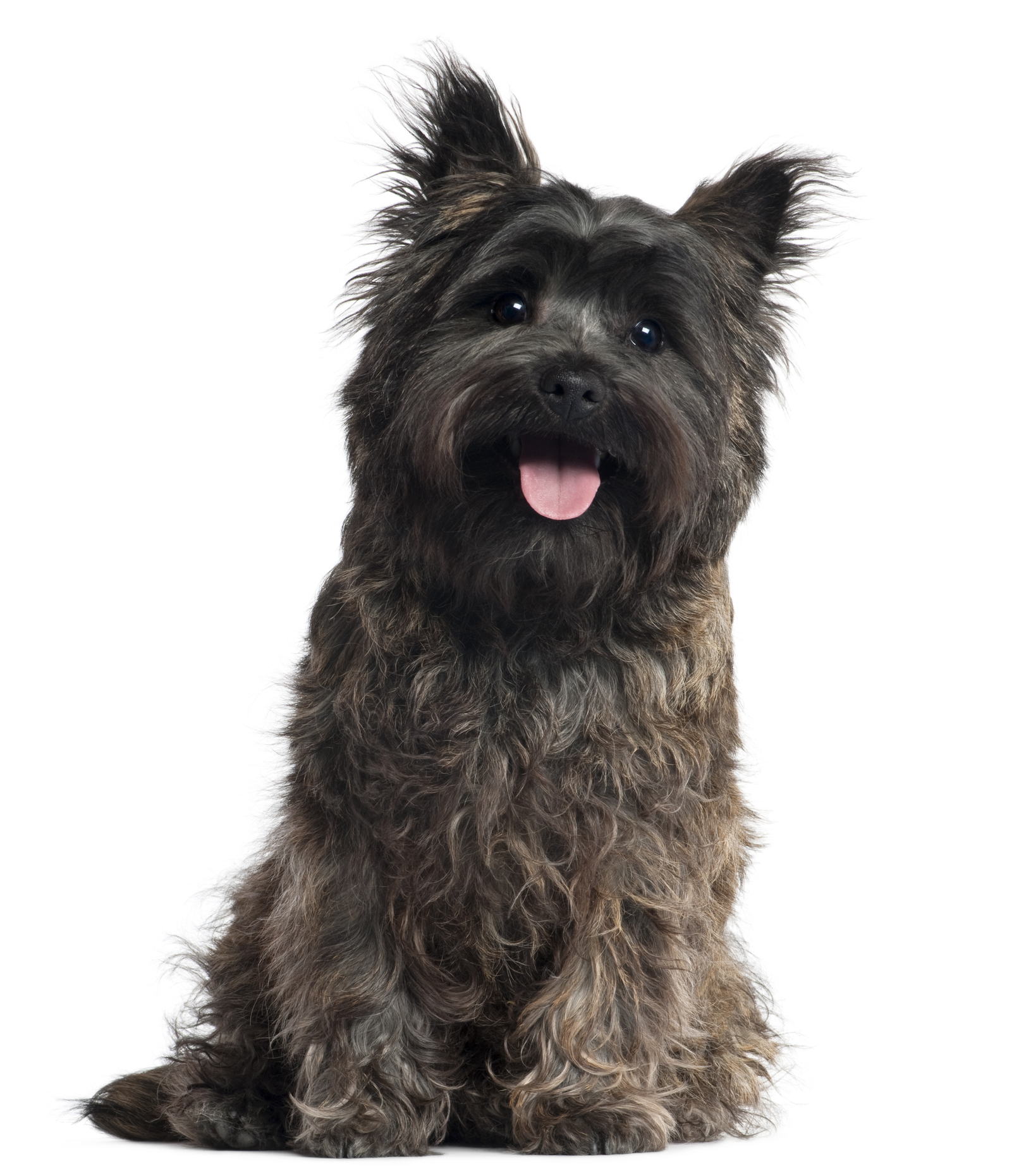 Cairn Terrier Dog Breed Information & Characteristics
