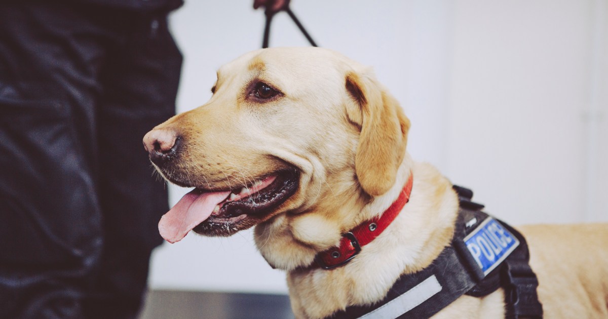 New Haven Police Swear In Department's First Therapy Dog