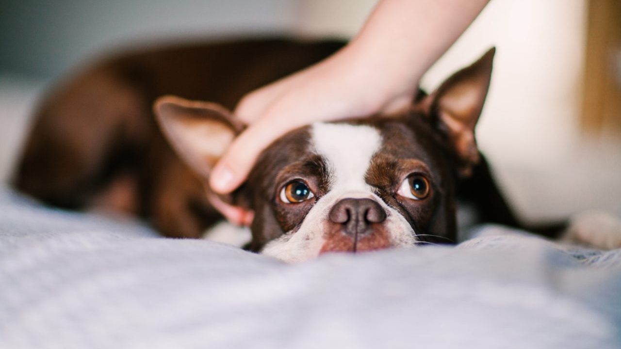 Do Boston Terriers Cry Tears
