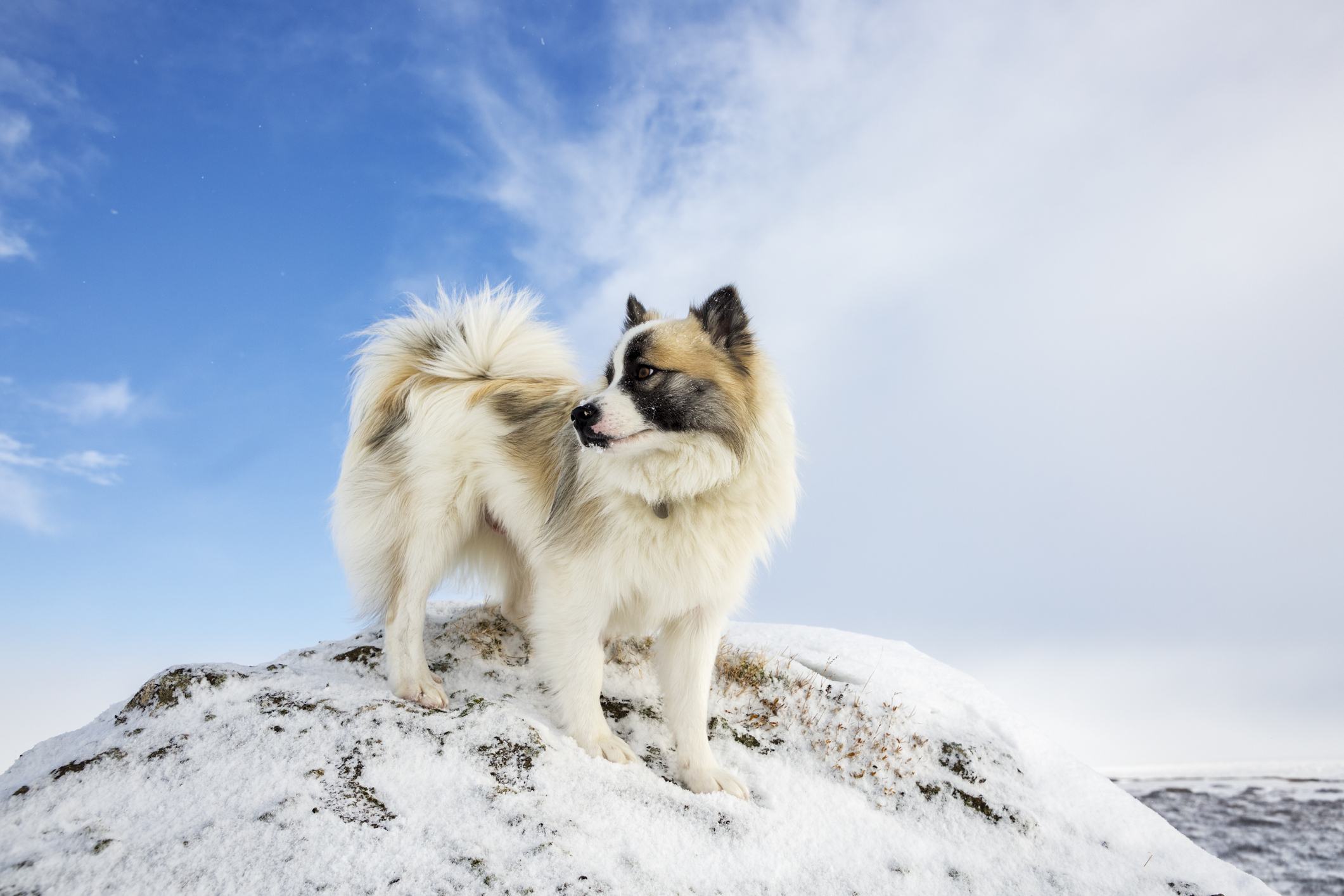 Icelandic Sheepdog Dog Breed Information & Characteristics