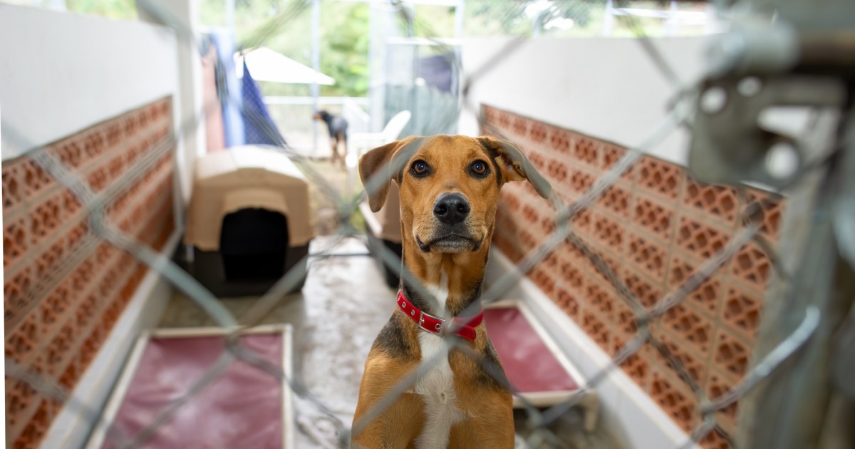 Denver Animal Shelter Encourages Adoption of Big Dogs