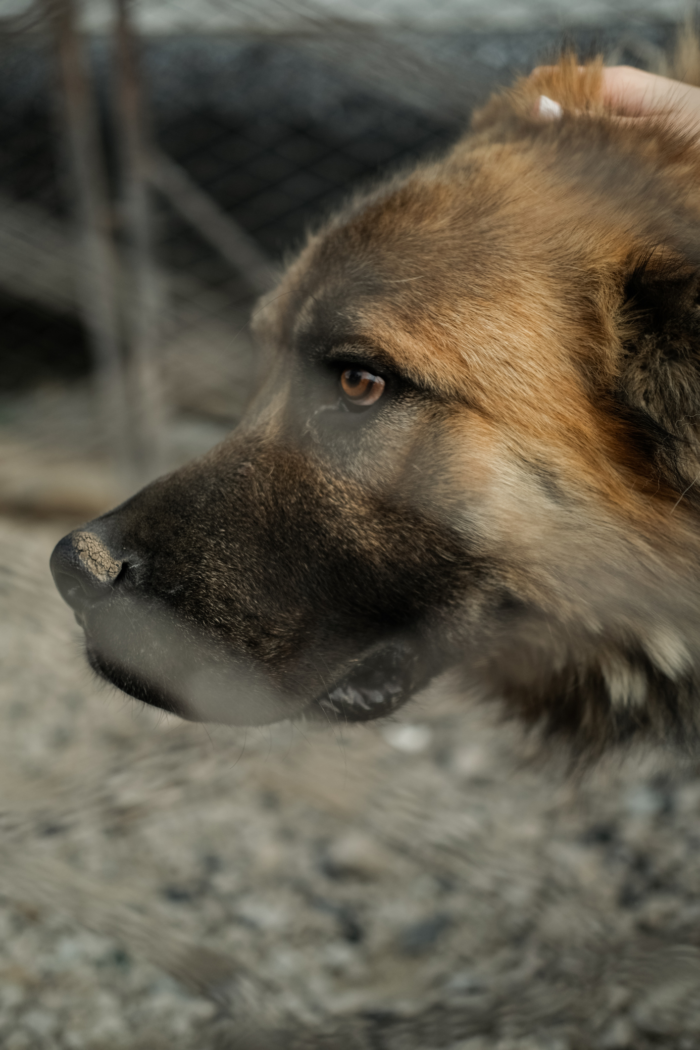 Armenian Gampr Dog Breed Information & Characteristics