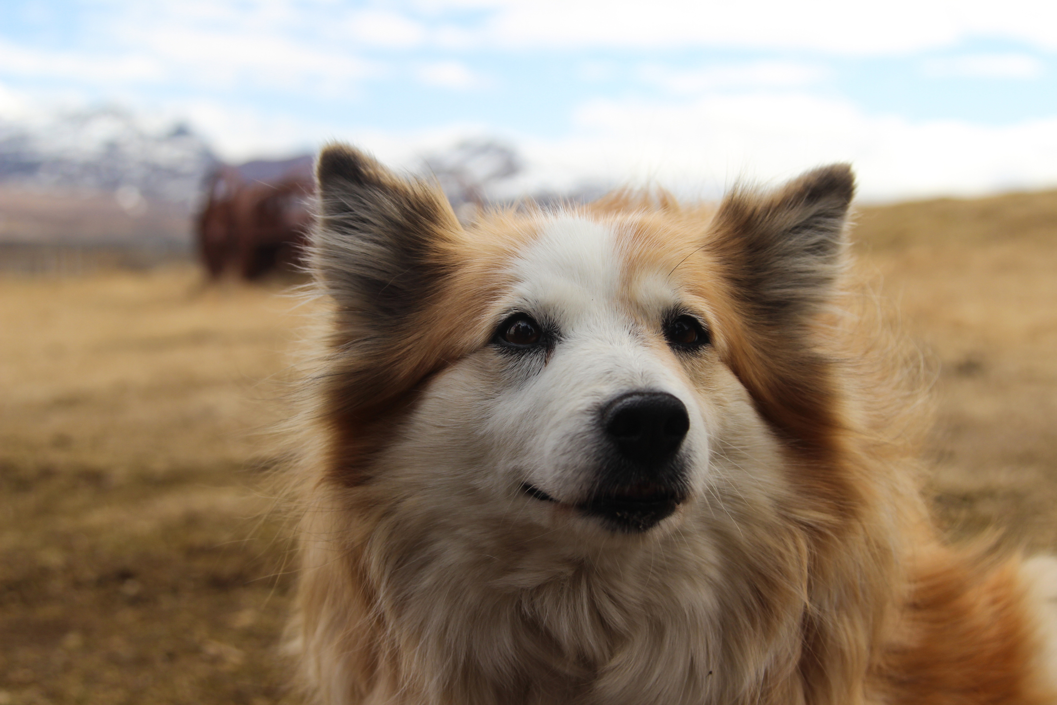 Icelandic Sheepdog Dog Breed Information & Characteristics