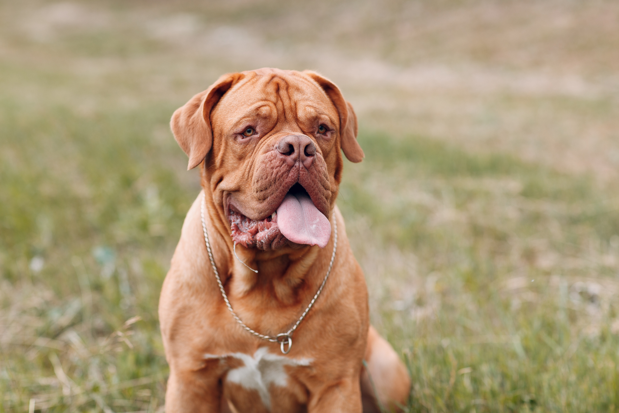 Dogue de Bordeaux Dog Breed Information & Characteristics