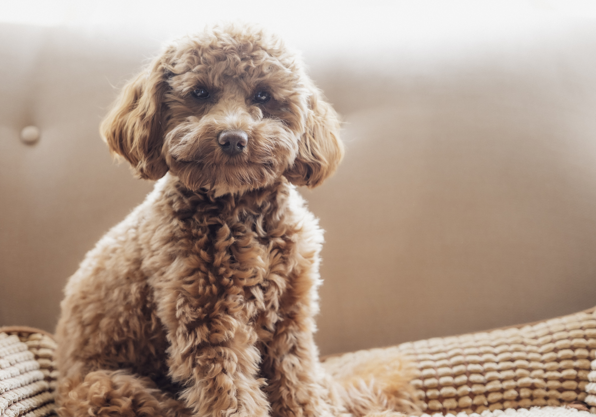 Cavapoo Mixed Dog Breed Information and Characteristics