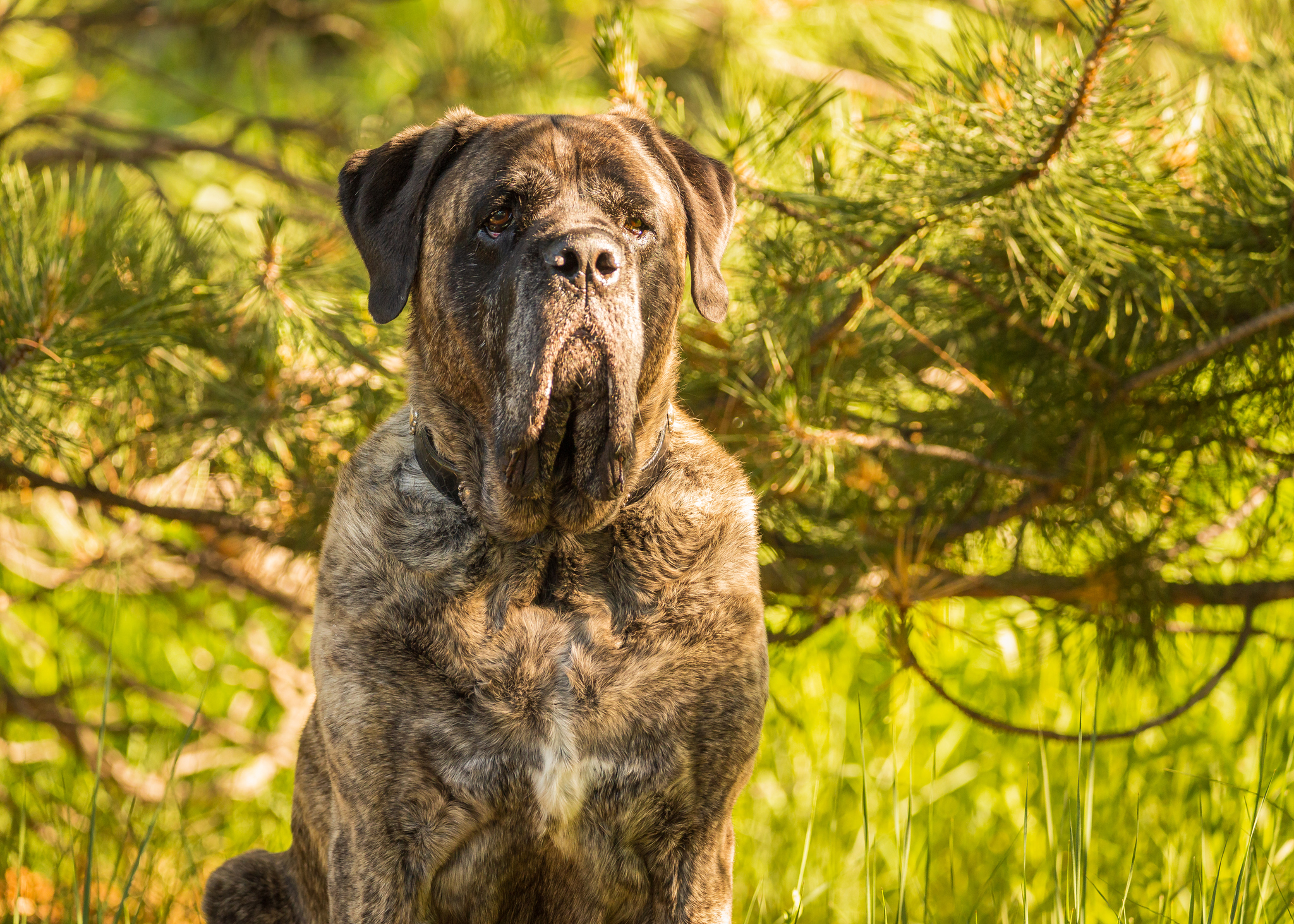 Mastiff Dog Breed Information & Characteristics