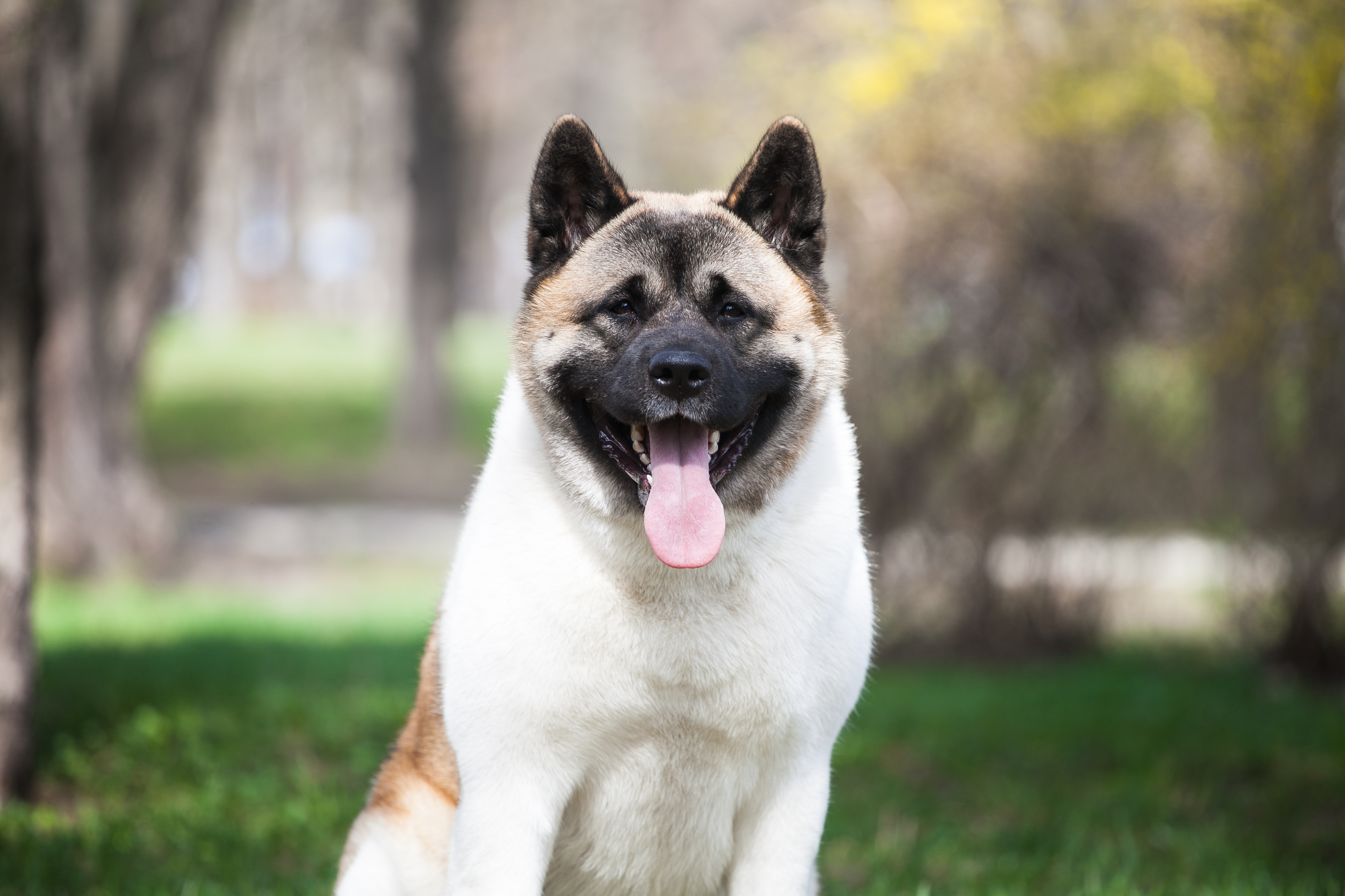 Akita Dog Breed Information & Characteristics