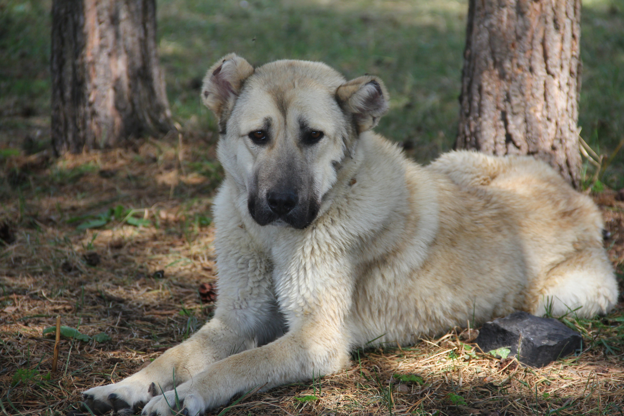 Armenian Gampr Dog Breed Information & Characteristics