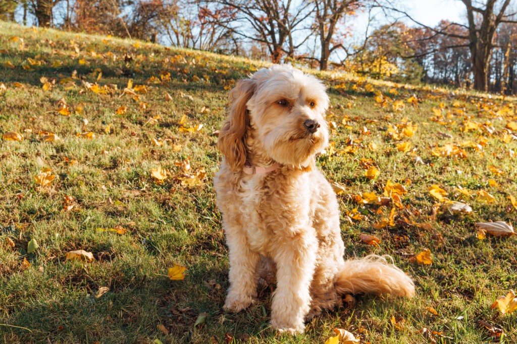 Cavapoo Mixed Dog Breed Information and Characteristics