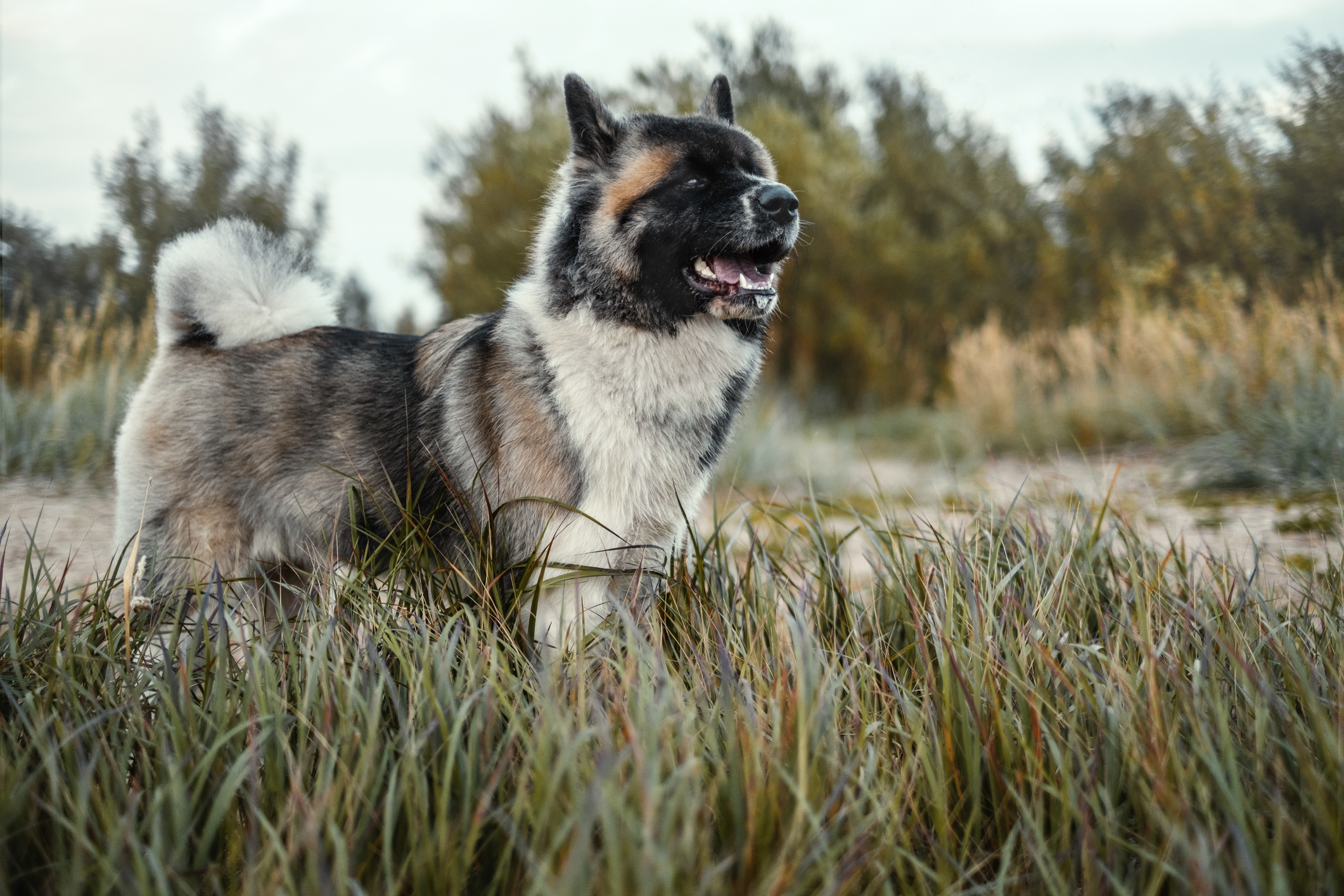 Akita Dog Breed Information & Characteristics