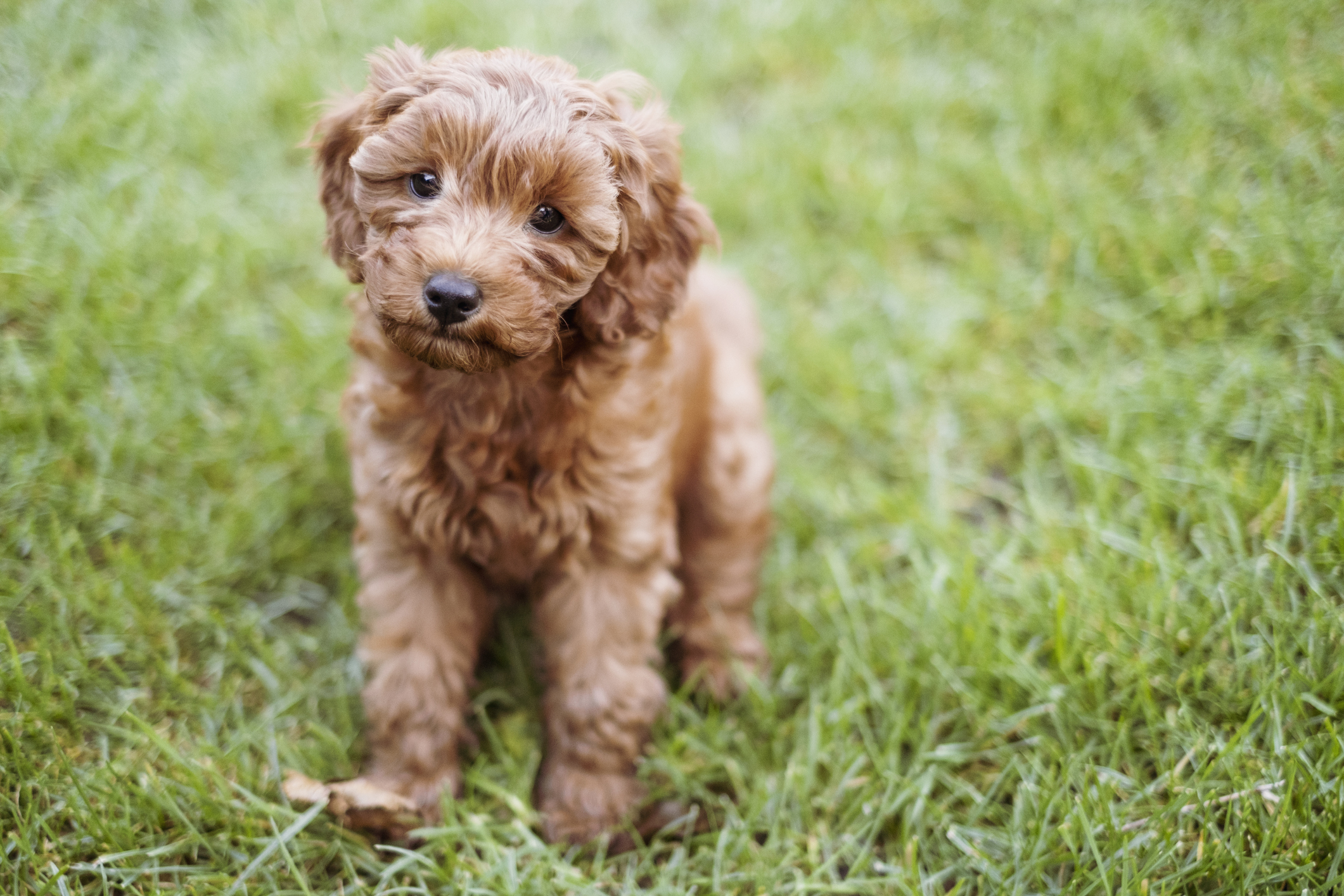 Cavapoo Mixed Dog Breed Information and Characteristics