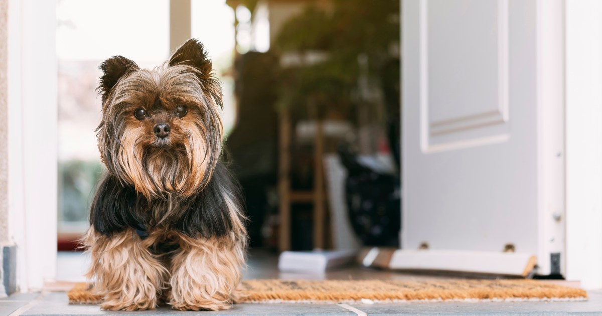 5 Tricks for a Well Behaved Dog - DogTime