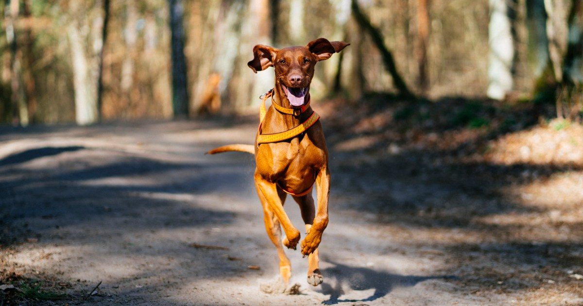 The Complete Guide to Off-Leash Etiquette - DogTime