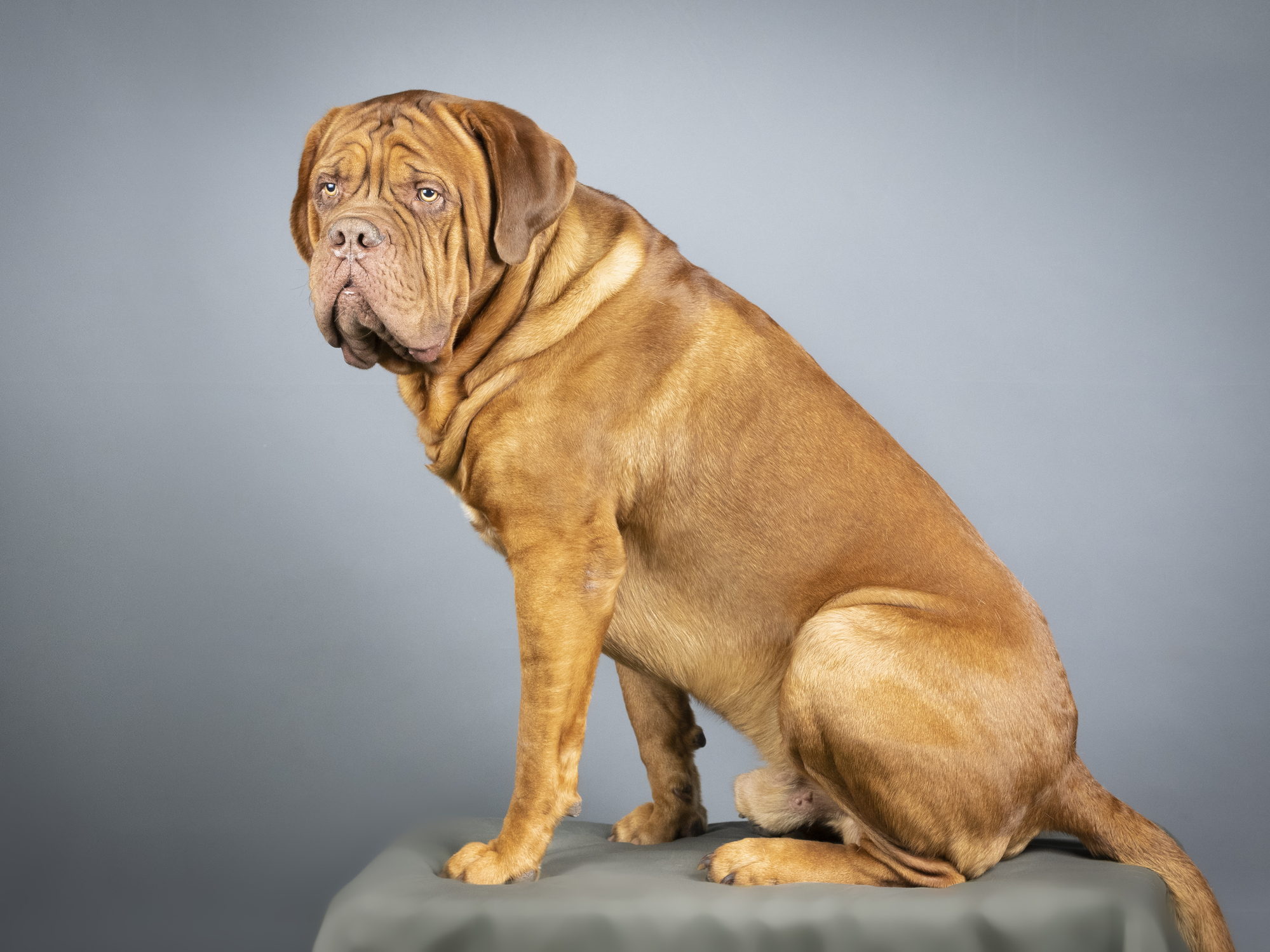Dogue de Bordeaux Dog Breed Information & Characteristics