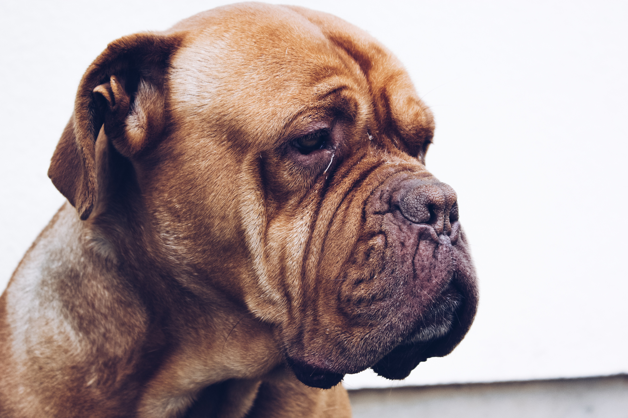 Mastiff Dog Breed Information & Characteristics