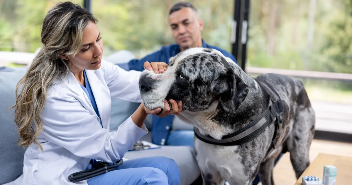 Are Veterinary Home Visits Right for Your Dog? Are Veterinary Home Visits Right for Your Dog?