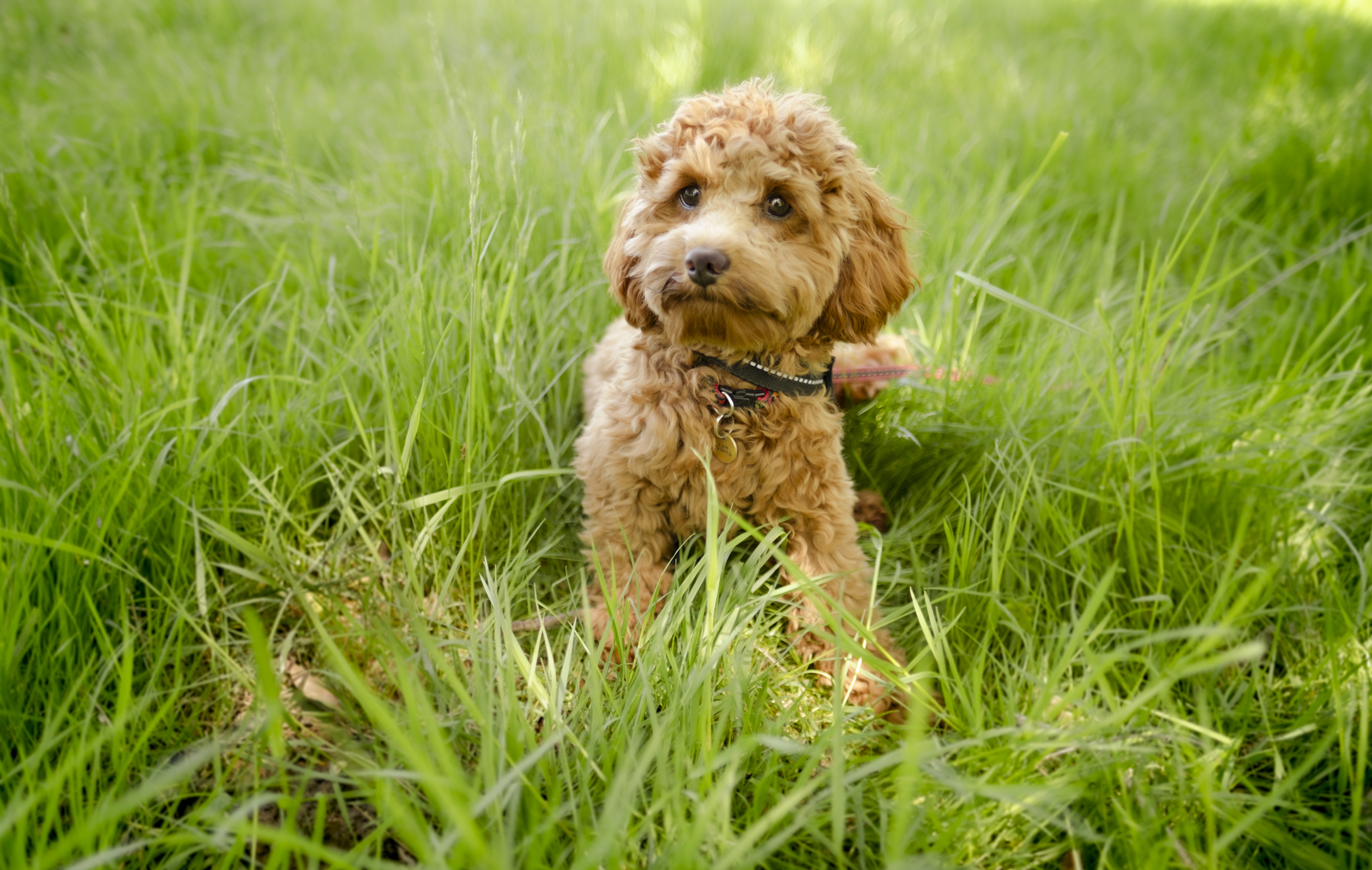 Cavapoo Mixed Dog Breed Information and Characteristics
