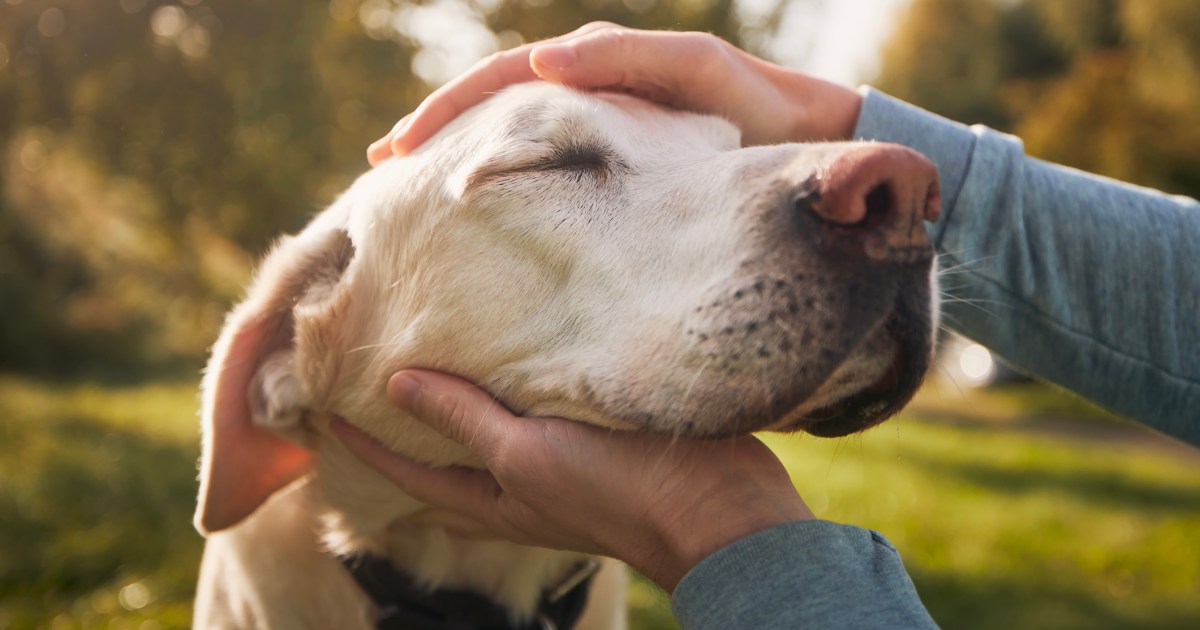 On Dog's Last Walk, Community Says Goodbye