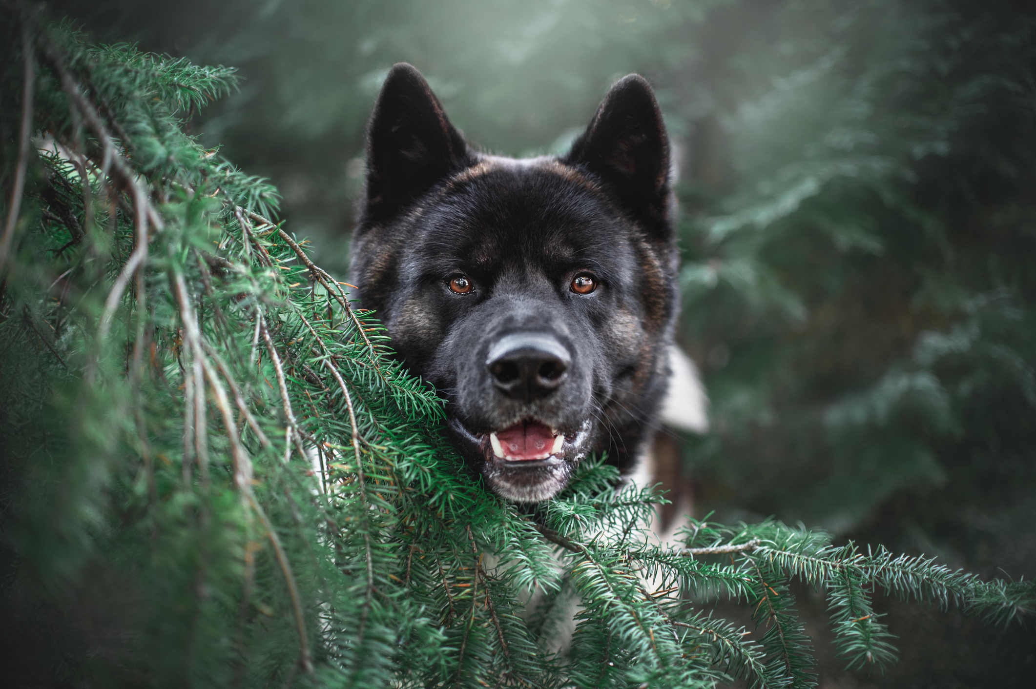 Akita Dog Breed Information, Pictures, Characteristics & Facts - Dogtime