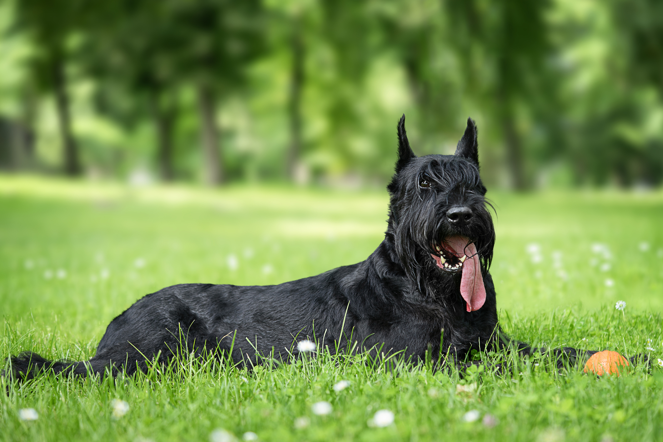 Giant Schnauzer Dog Breed Information & Characteristics