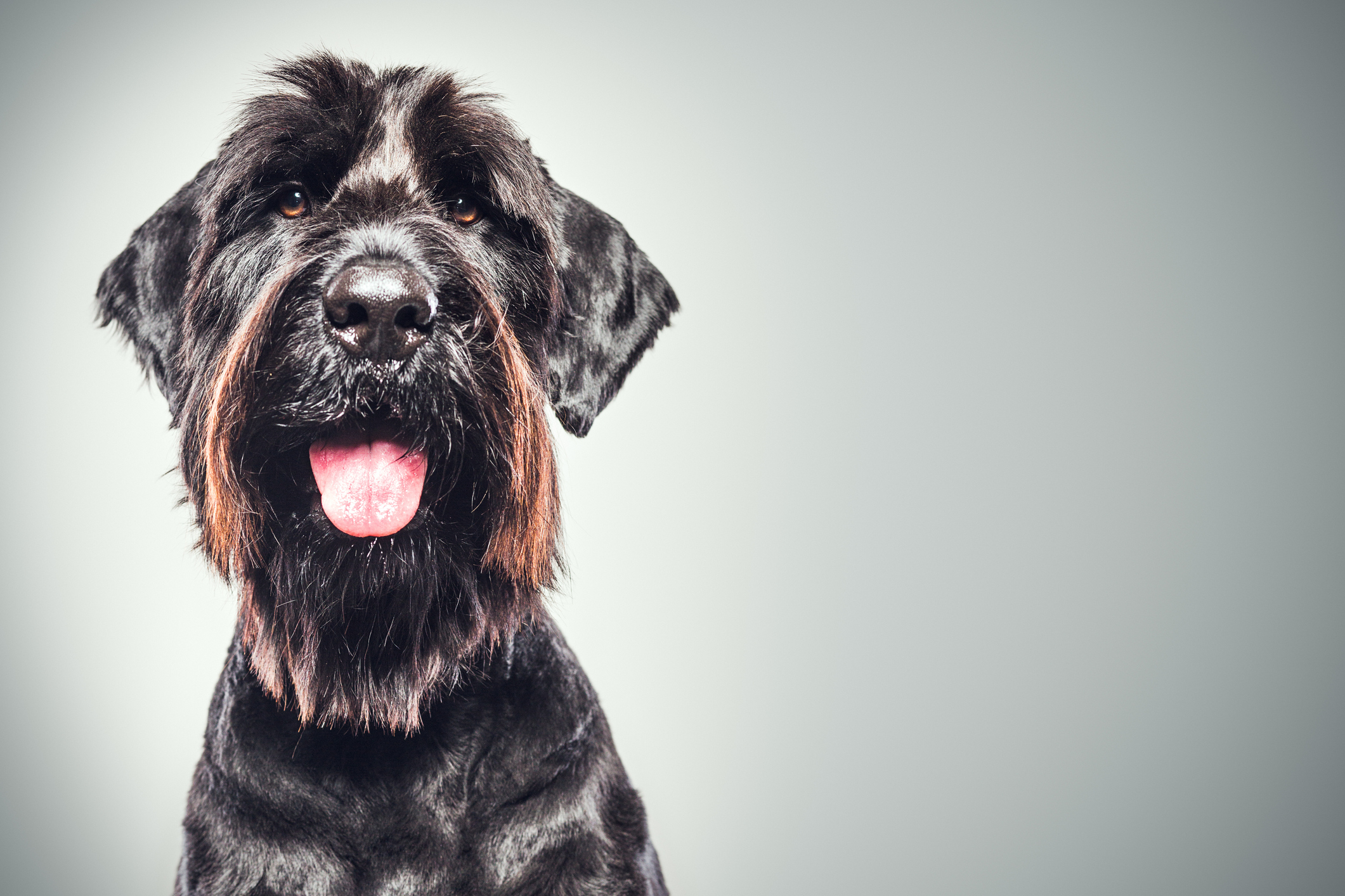 Giant Schnauzer Dog Breed Information & Characteristics