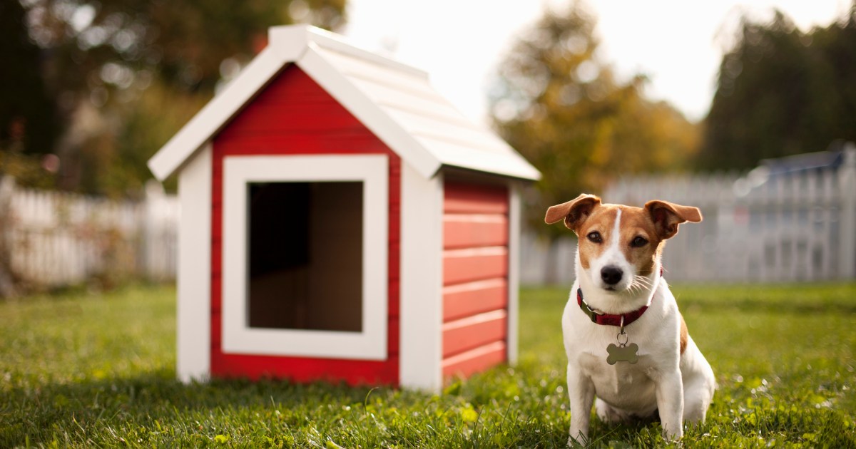 The Complete Guide to Dog Houses - DogTime