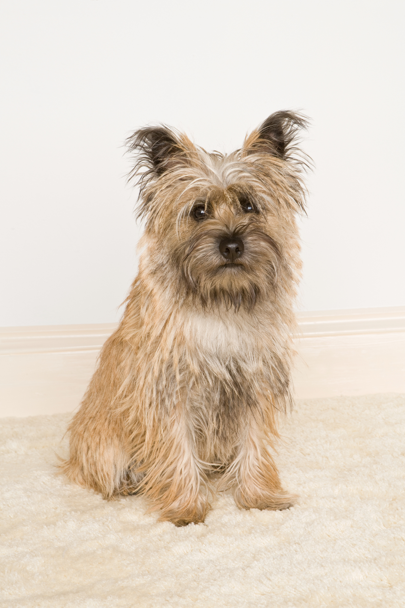 Cairn Terrier Dog Breed Information & Characteristics