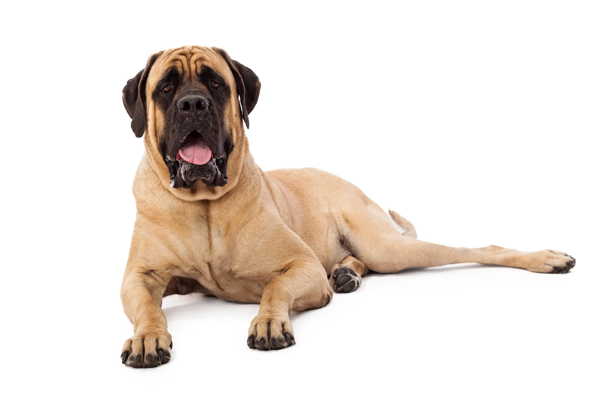Mastiff Dog Breed Information & Characteristics
