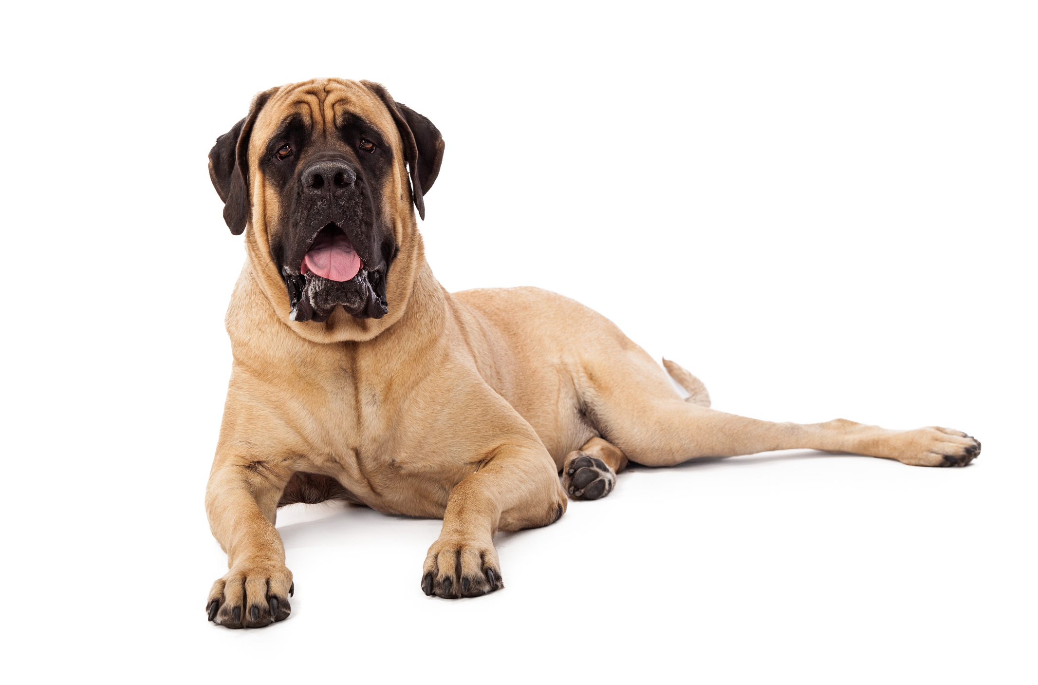 Mastiff Dog Breed Information & Characteristics