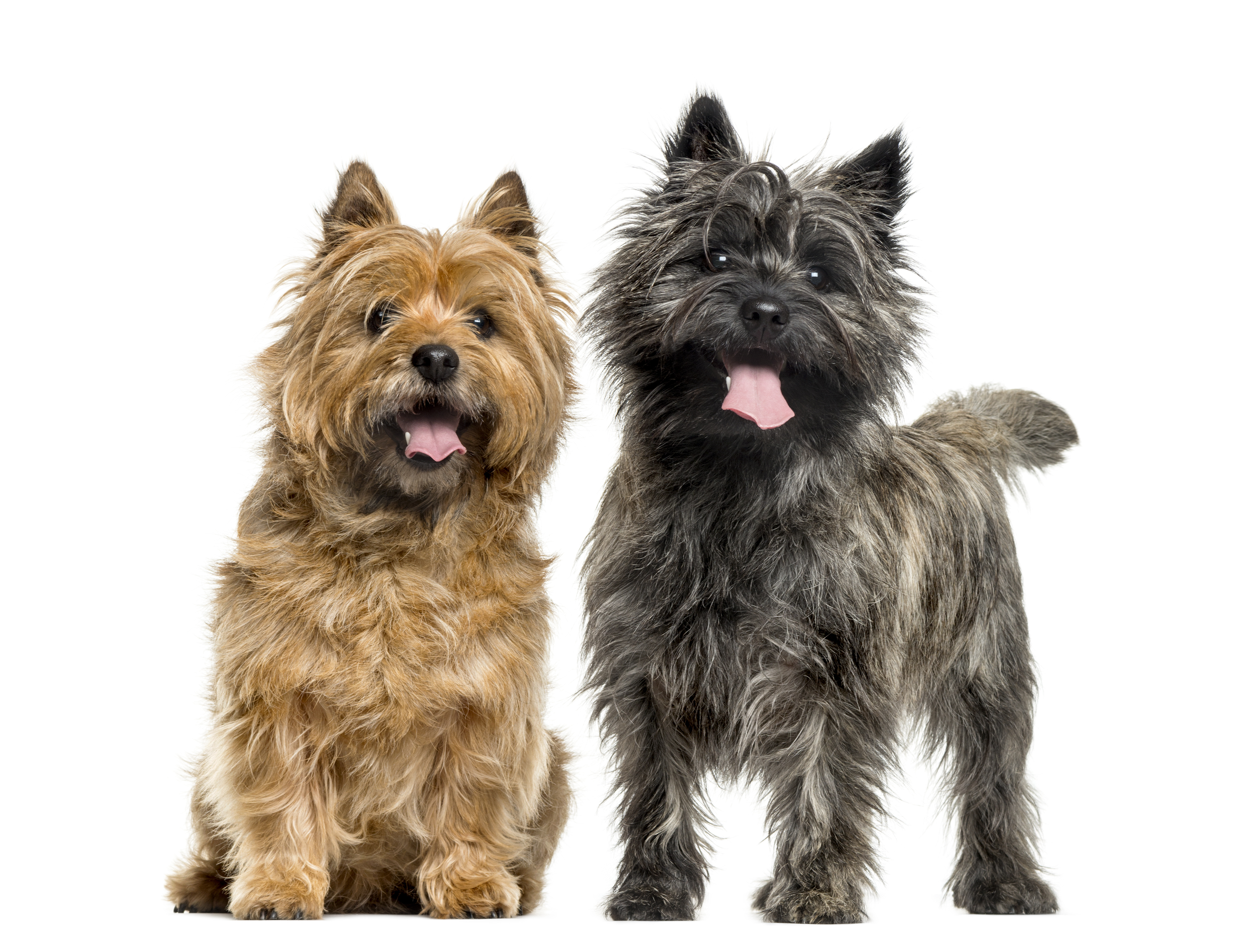 Cairn Terrier Dog Breed Information & Characteristics