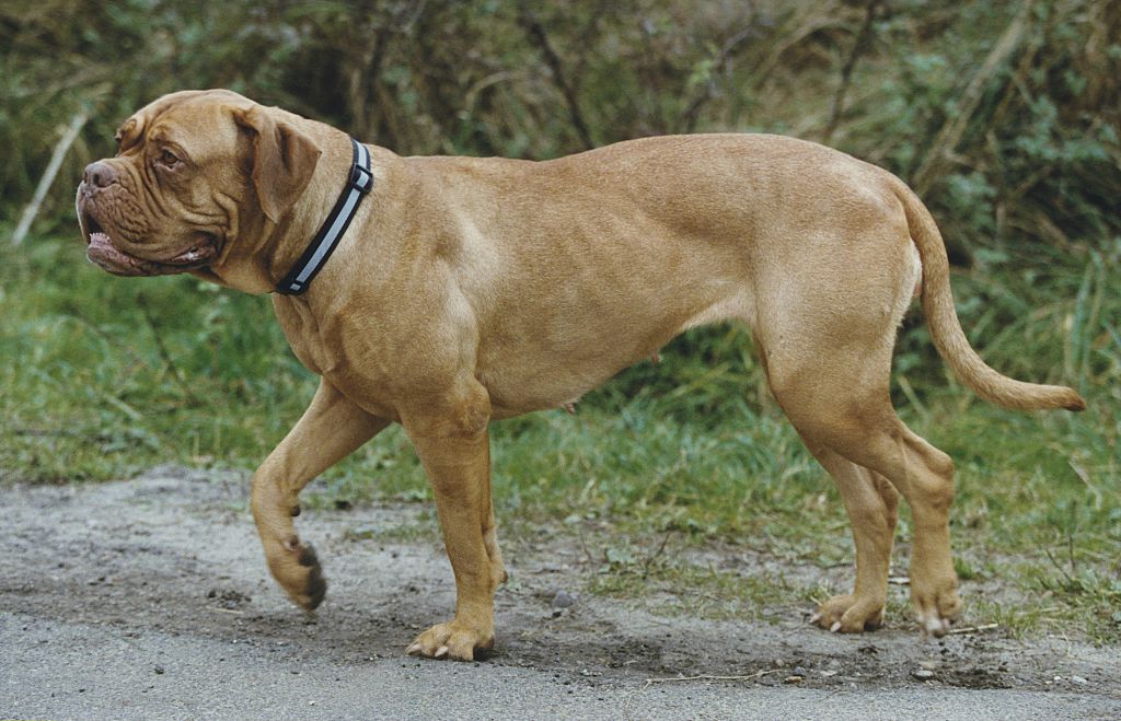 Dogue de Bordeaux Dog Breed Information & Characteristics