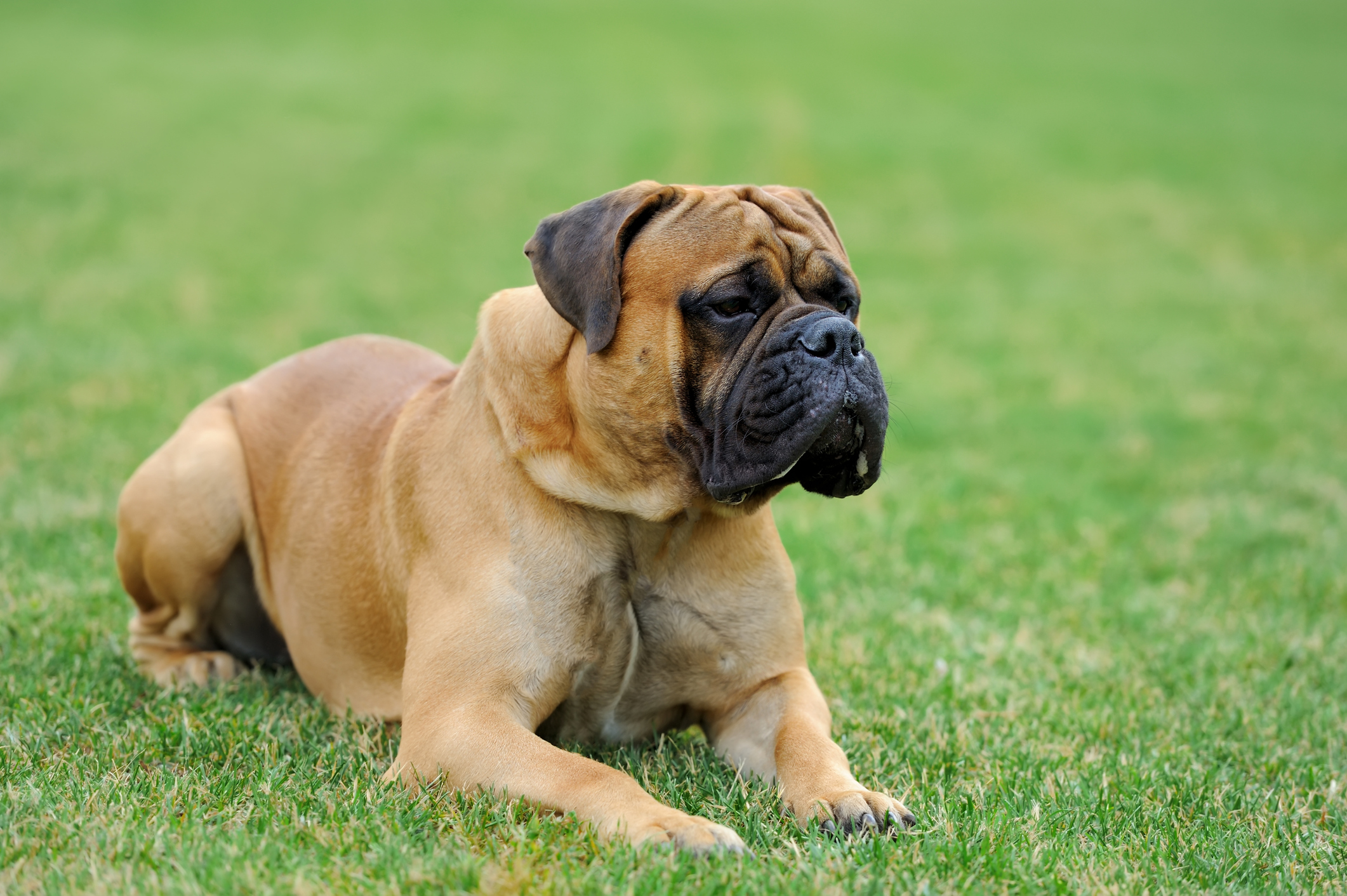 Mastiff Dog Breed Information & Characteristics