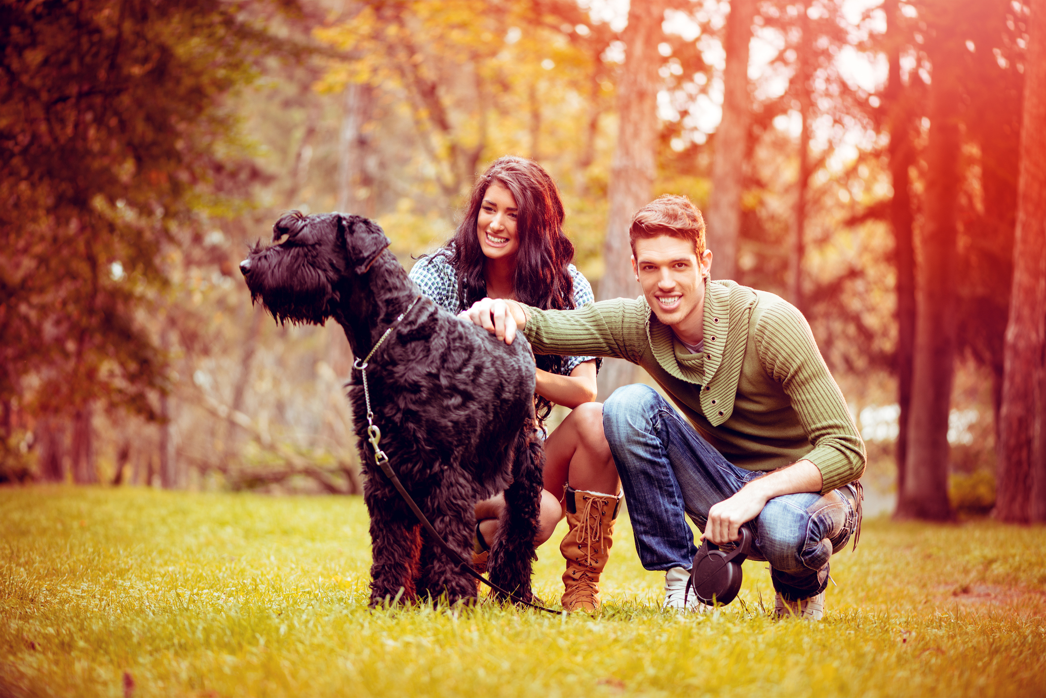 Giant Schnauzer Dog Breed Information & Characteristics