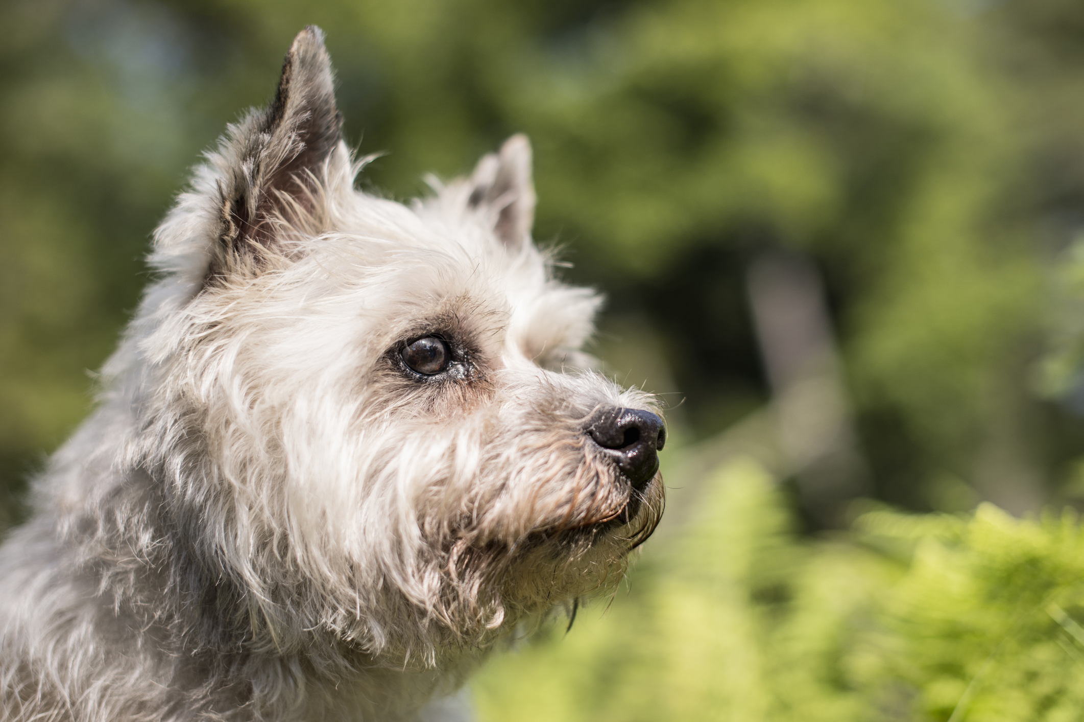 Cairn Terrier Dog Breed Information & Characteristics