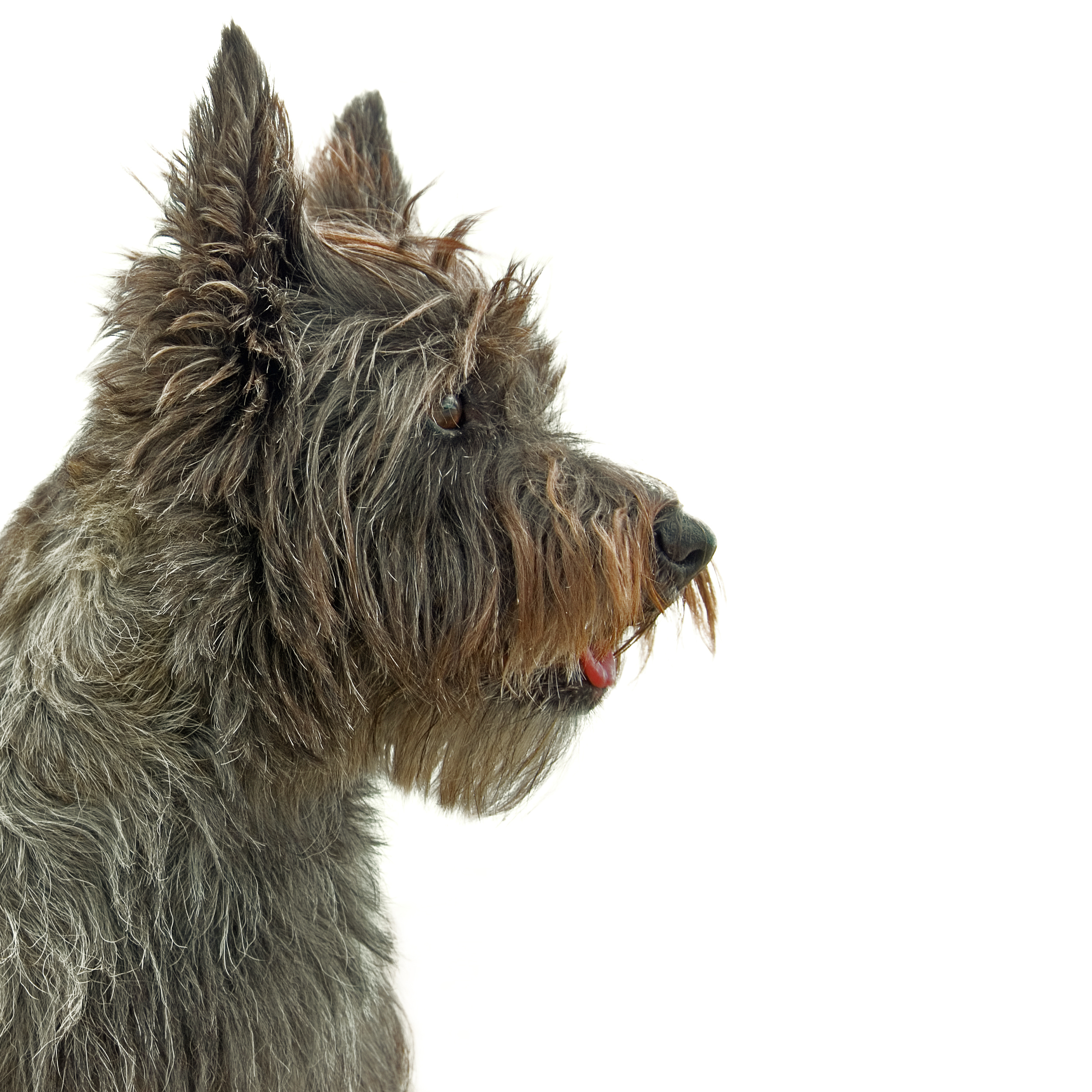 Cairn Terrier Dog Breed Information & Characteristics