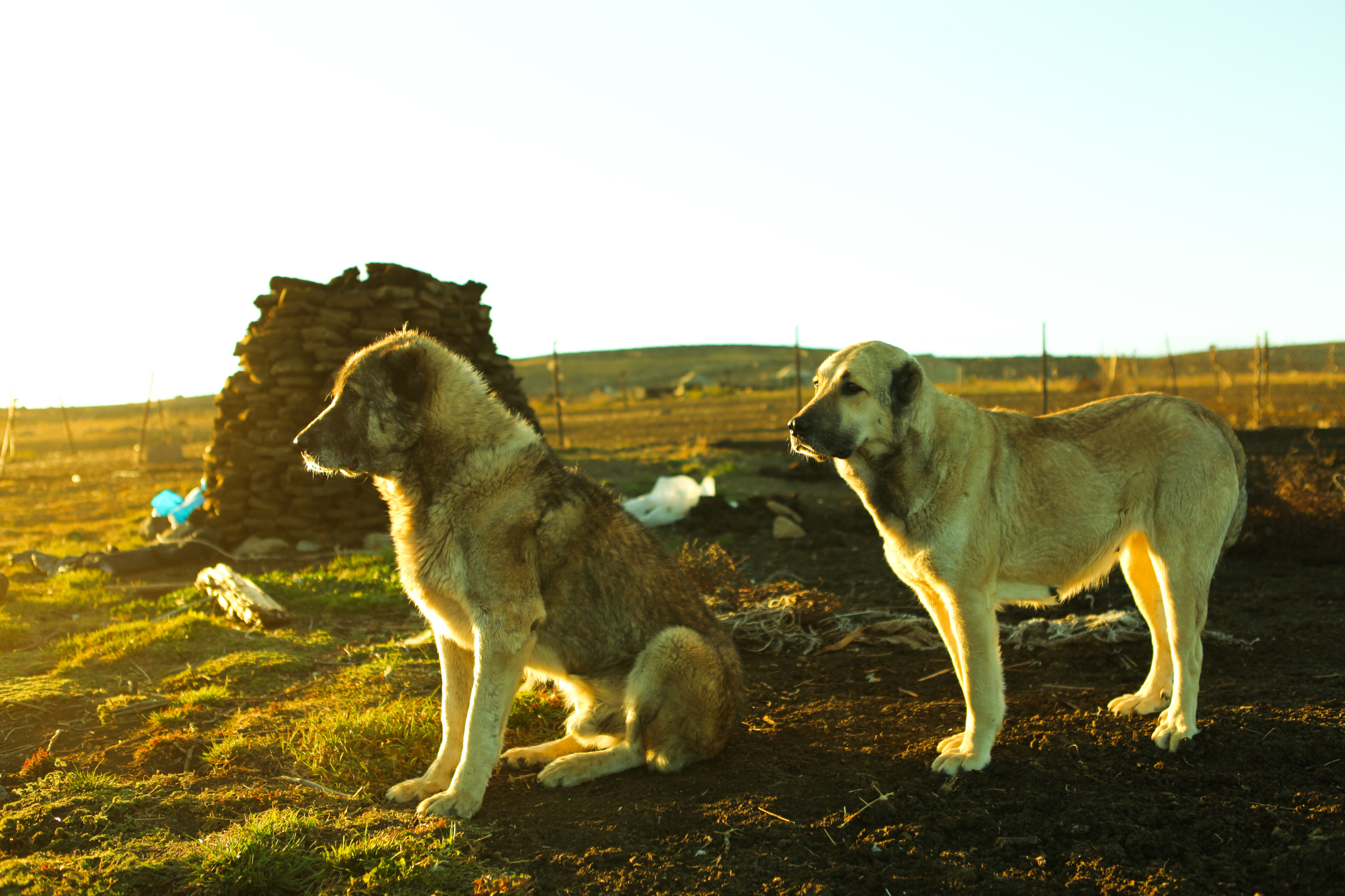 Armenian Gampr Dog Breed Information & Characteristics