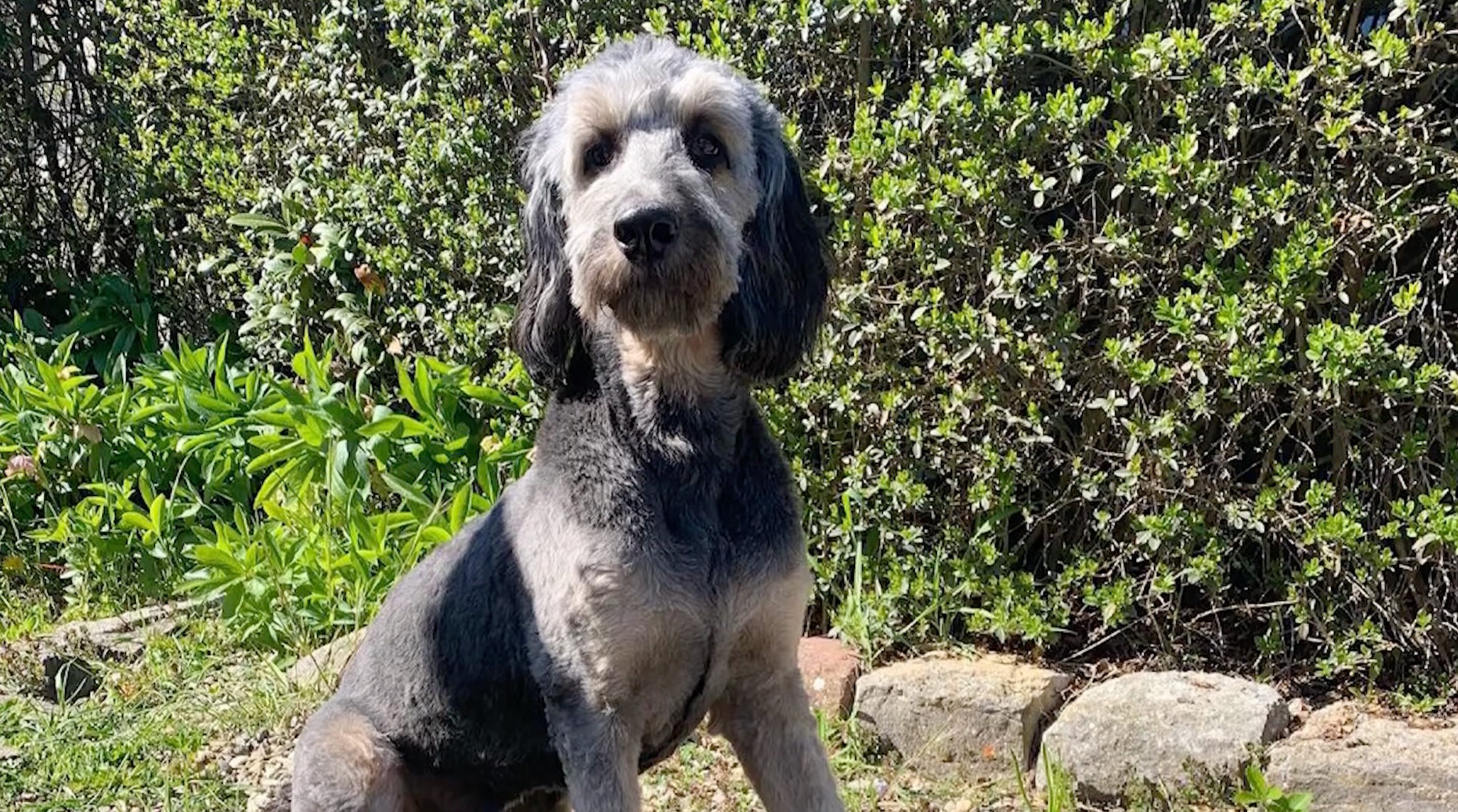 Weimardoodle Dog Breed Information & Characteristics