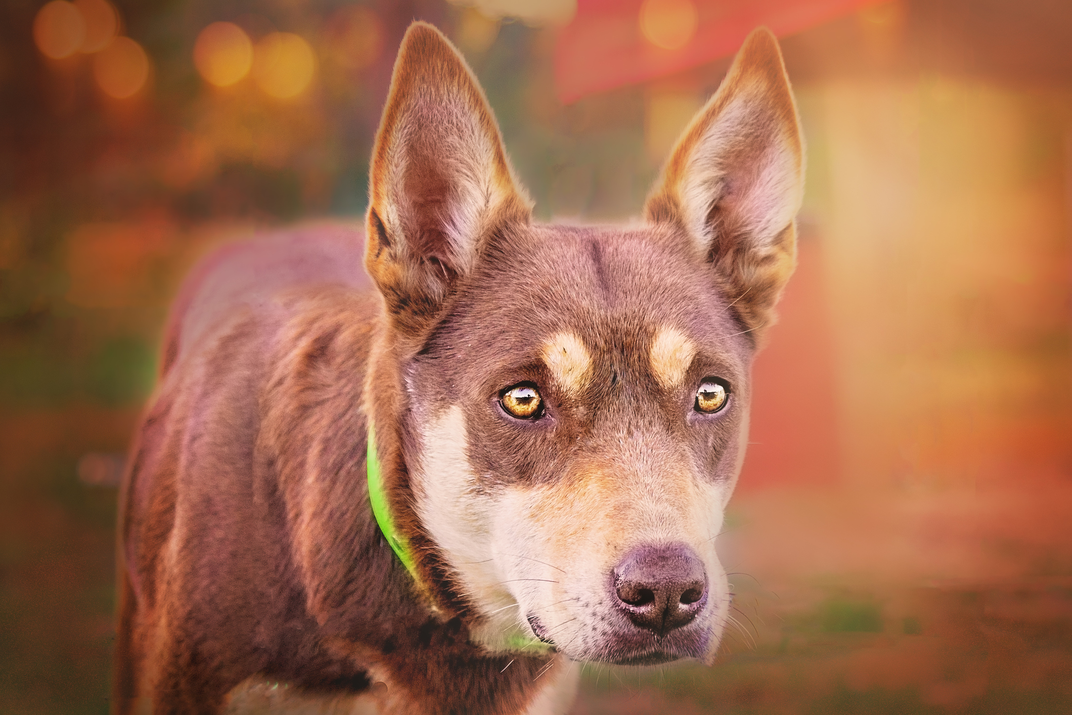 Australian Kelpie Dog Breed Information & Characteristics