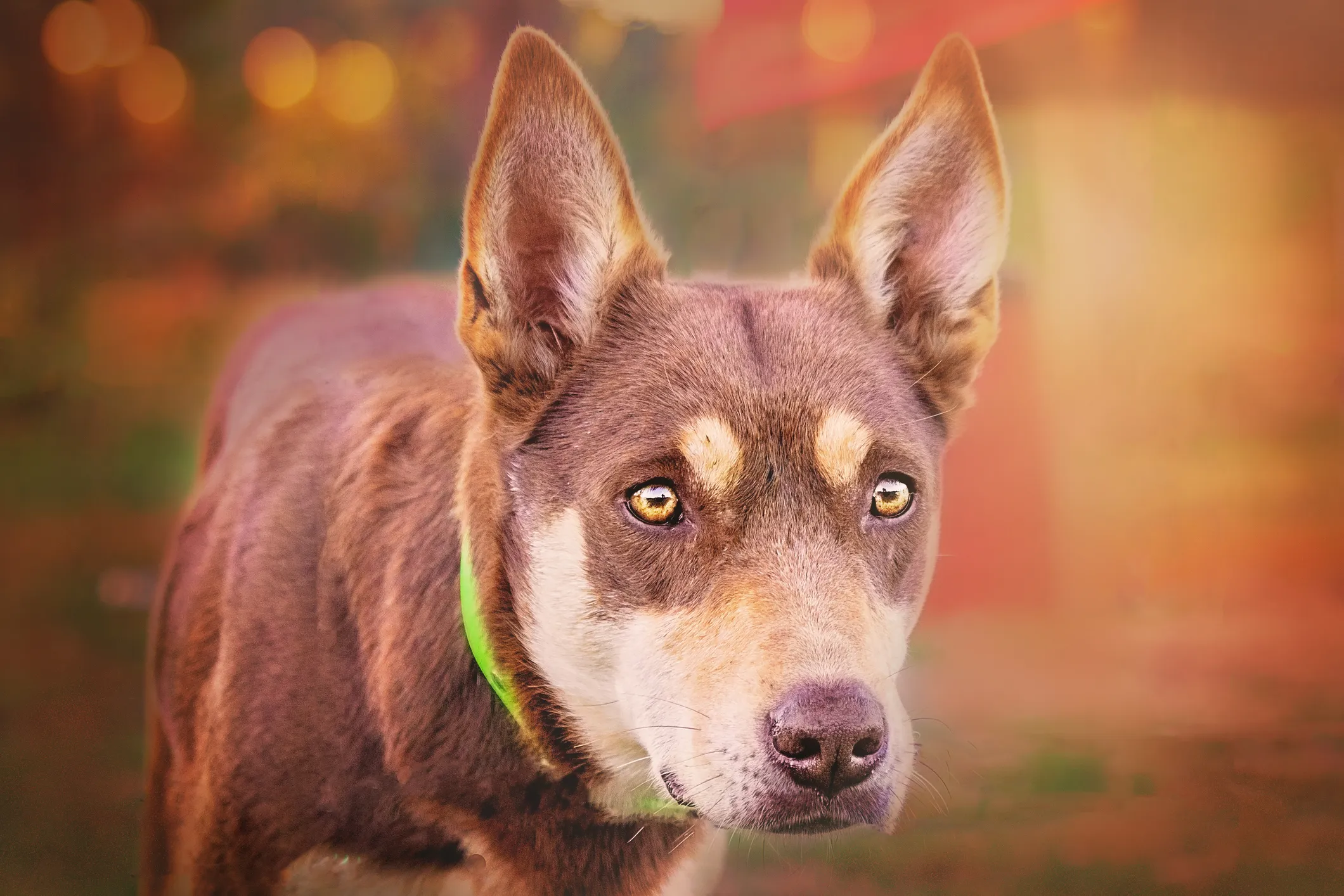 Australian Kelpie Dog Breed Information & Characteristics