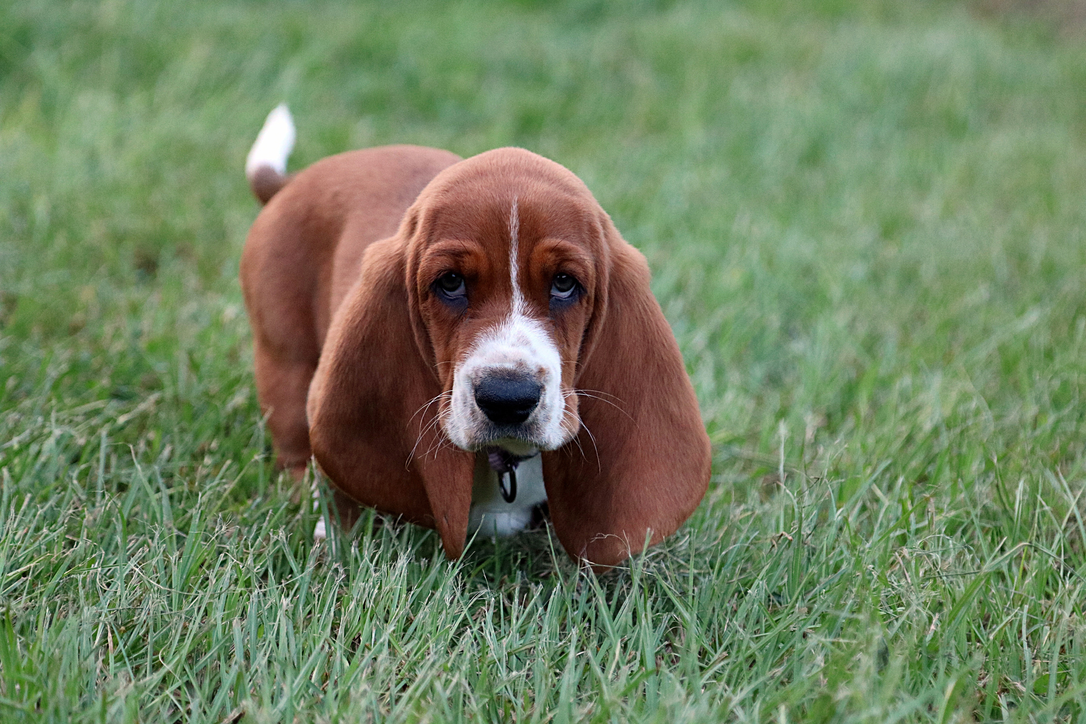 Basset Hound Puppy Pictures and Facts