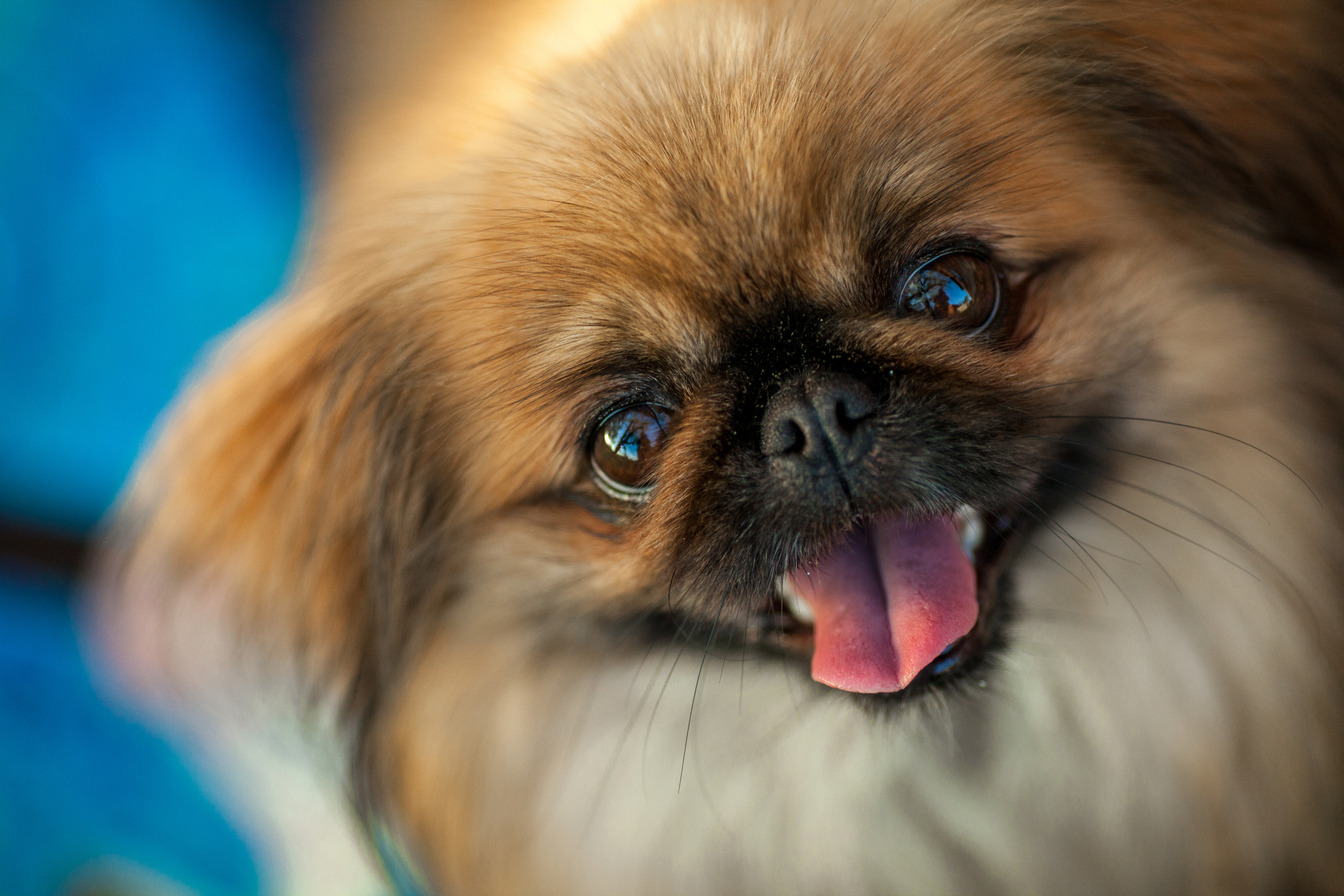 Pekingese Dog Breed Information & Characteristics