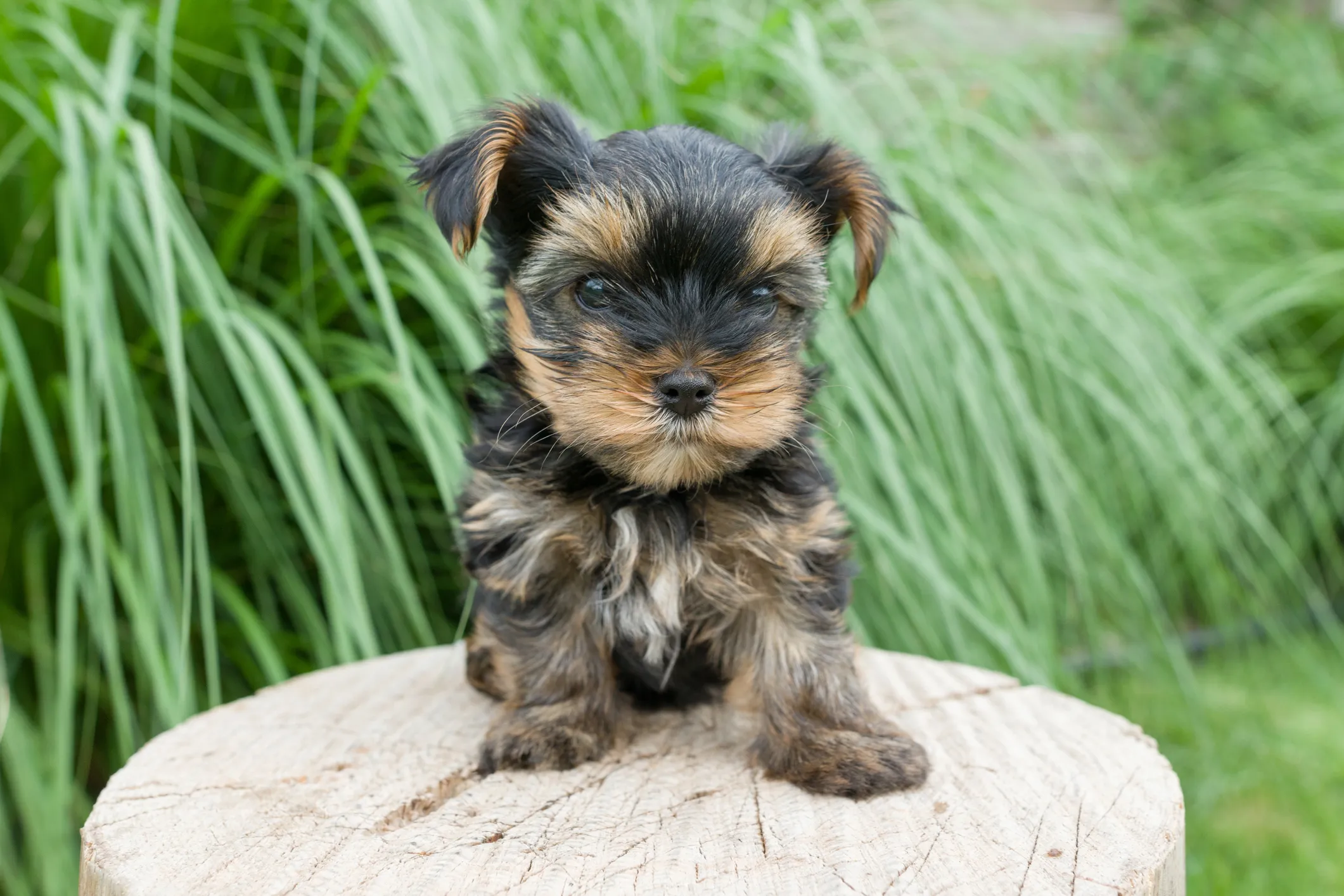 Yorkshire Terrier Puppy Pictures and Facts